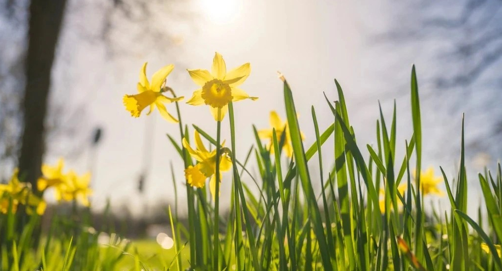 Spring Clean Your Qi – Sunhouse